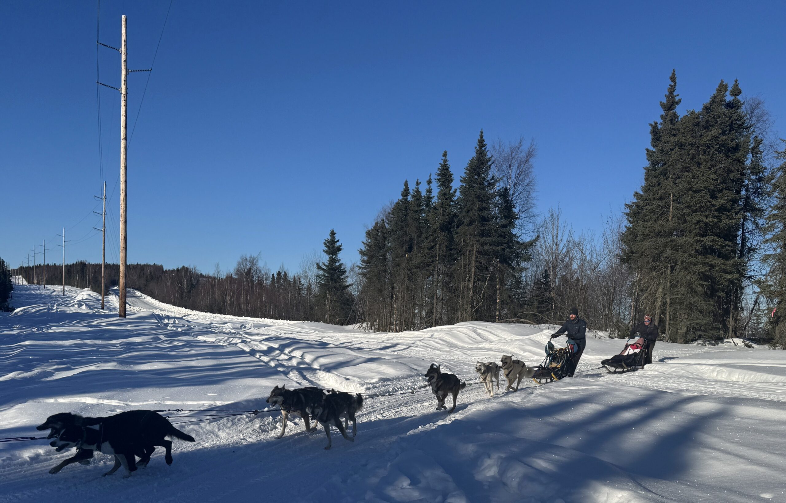 Alaska Dog Mushing Tours - 2 Hours Tour from Fairbanks | 1st Alaska Tours